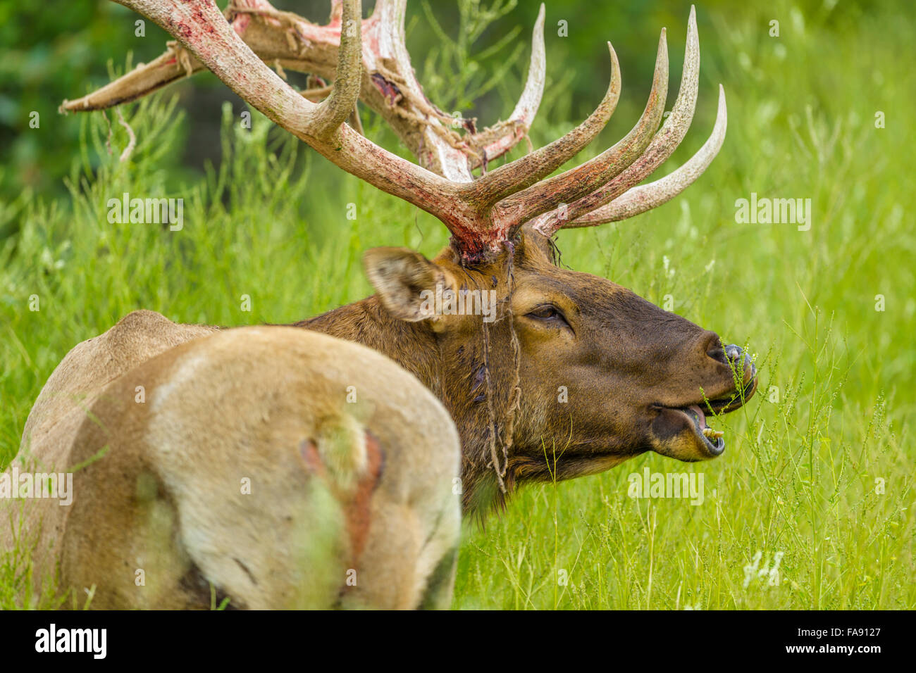 bull elk with antler rack, Jasper National Park Stock Photo - Alamy