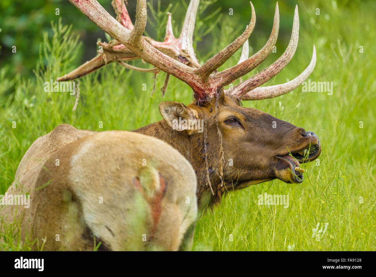 bull elk with antler rack, Jasper National Park Stock Photo - Alamy