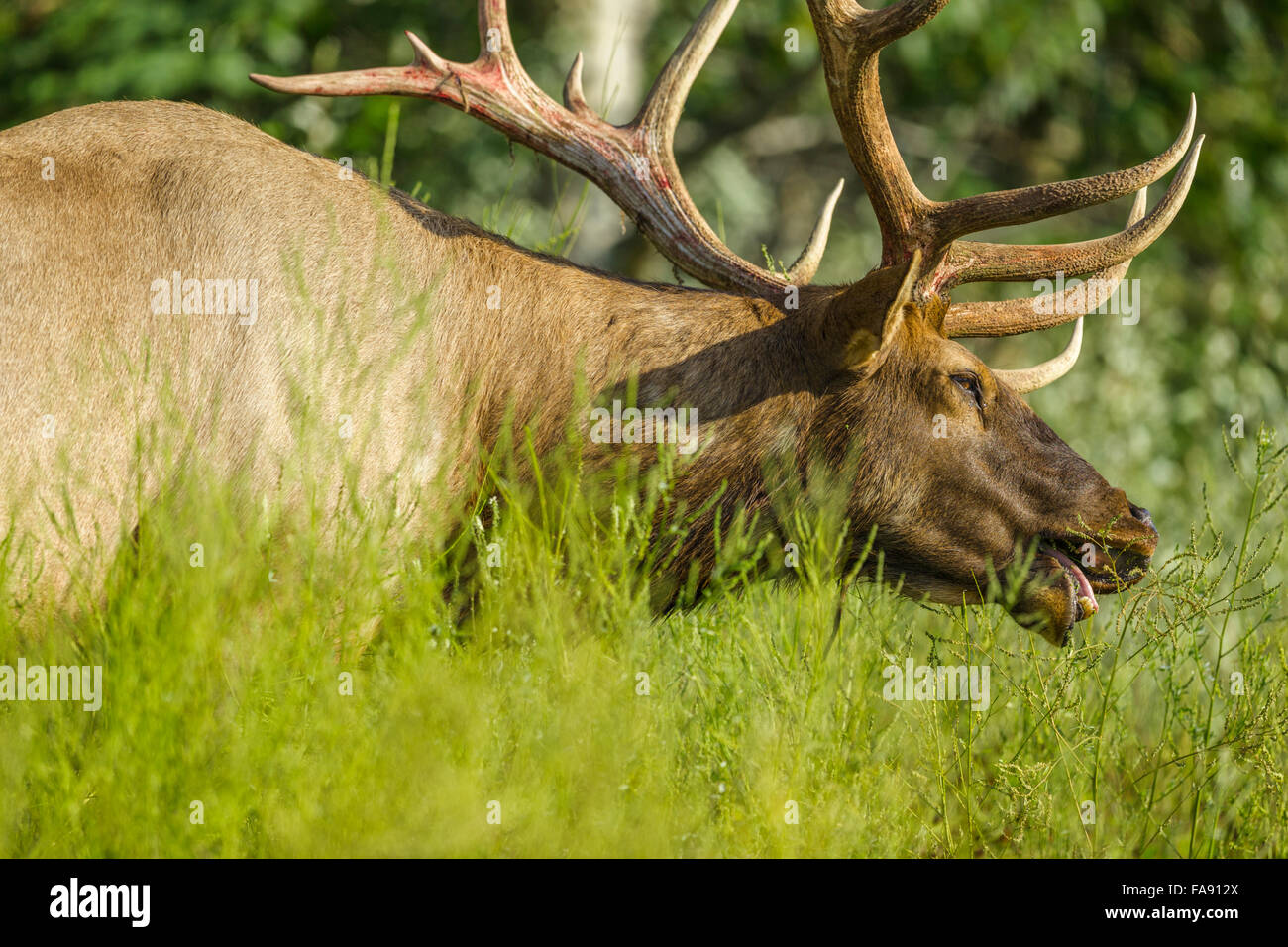bull elk with antler rack, Jasper National Park Stock Photo - Alamy