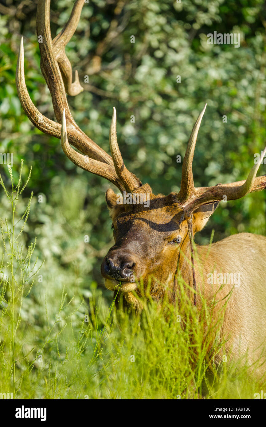bull elk with antler rack, Jasper National Park Stock Photo - Alamy