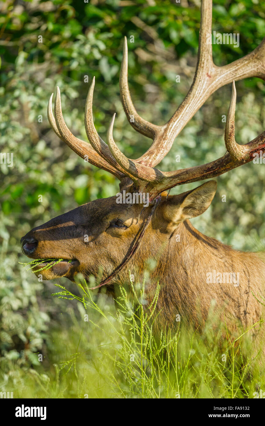 bull elk with antler rack, Jasper National Park Stock Photo - Alamy
