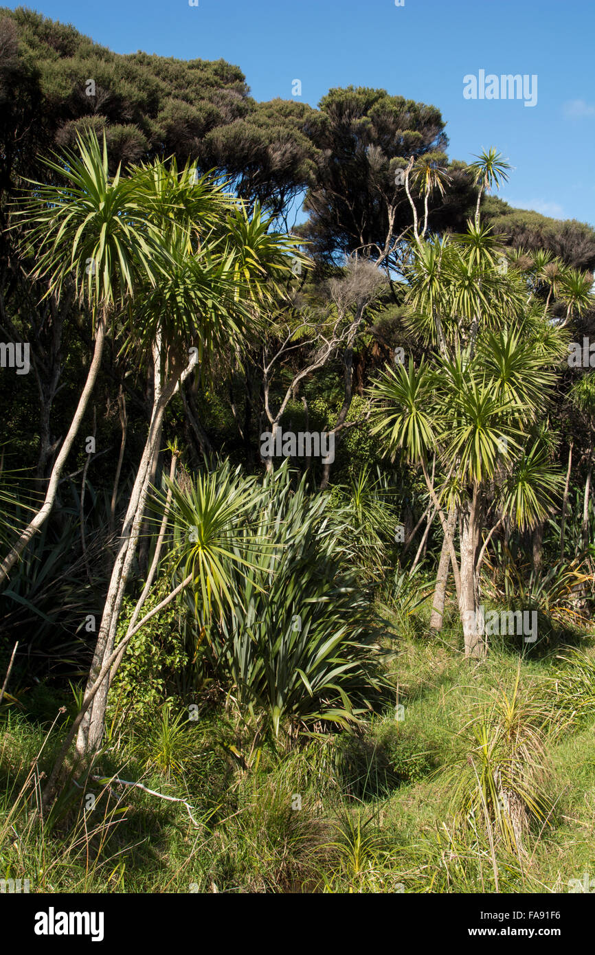 Cabbage trees grow in open areas where the young plants find enough ...