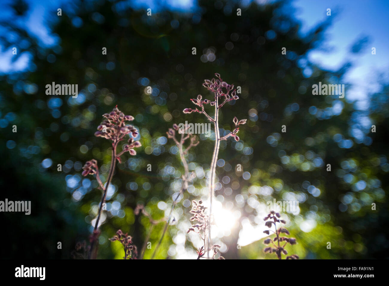Heuchera plants in a garden Stock Photo - Alamy