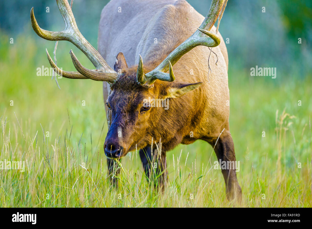 Bull Elk, Jasper National Park Stock Photo - Alamy