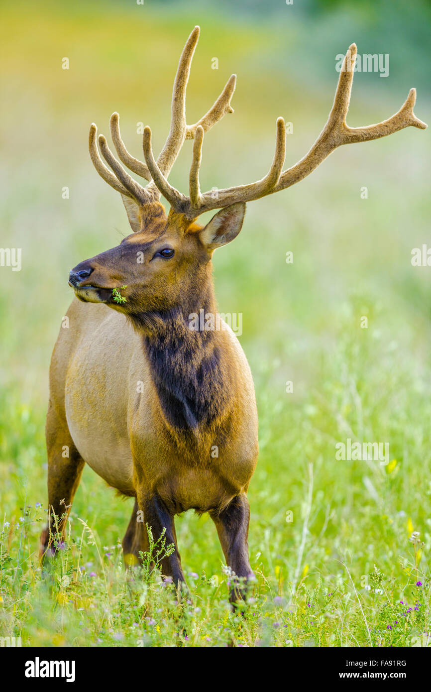 Bull Elk, Jasper National Park Stock Photo - Alamy
