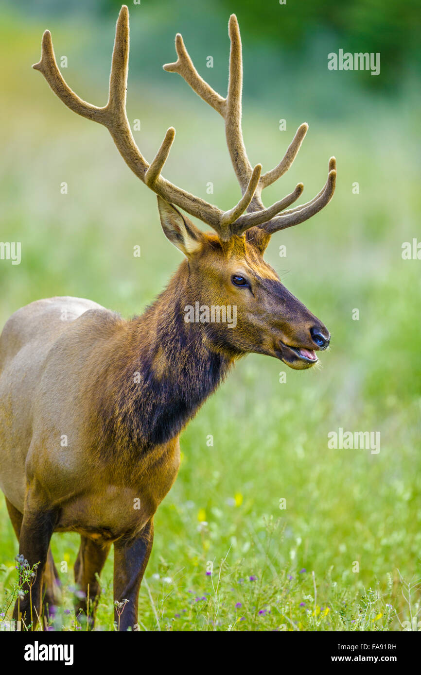 Bull Elk, Jasper National Park Stock Photo - Alamy