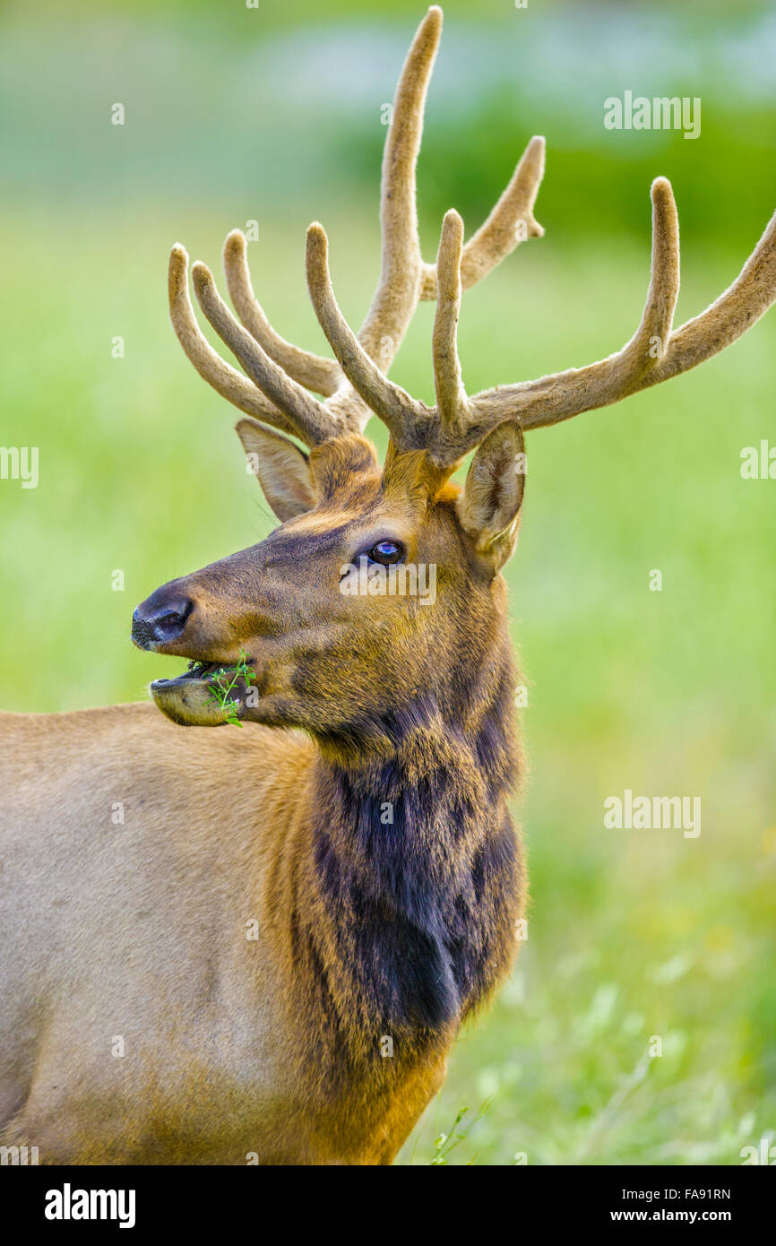 Bull Elk, Jasper National Park Stock Photo - Alamy