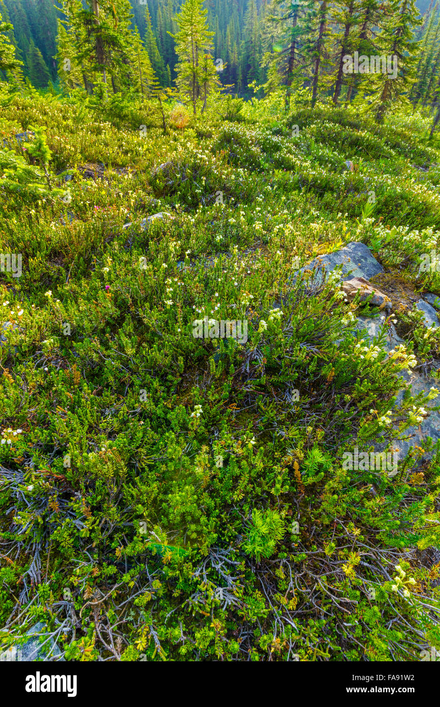 Cavell medows on Mount Edith Cavell, Jasper National Park, Canada Stock ...