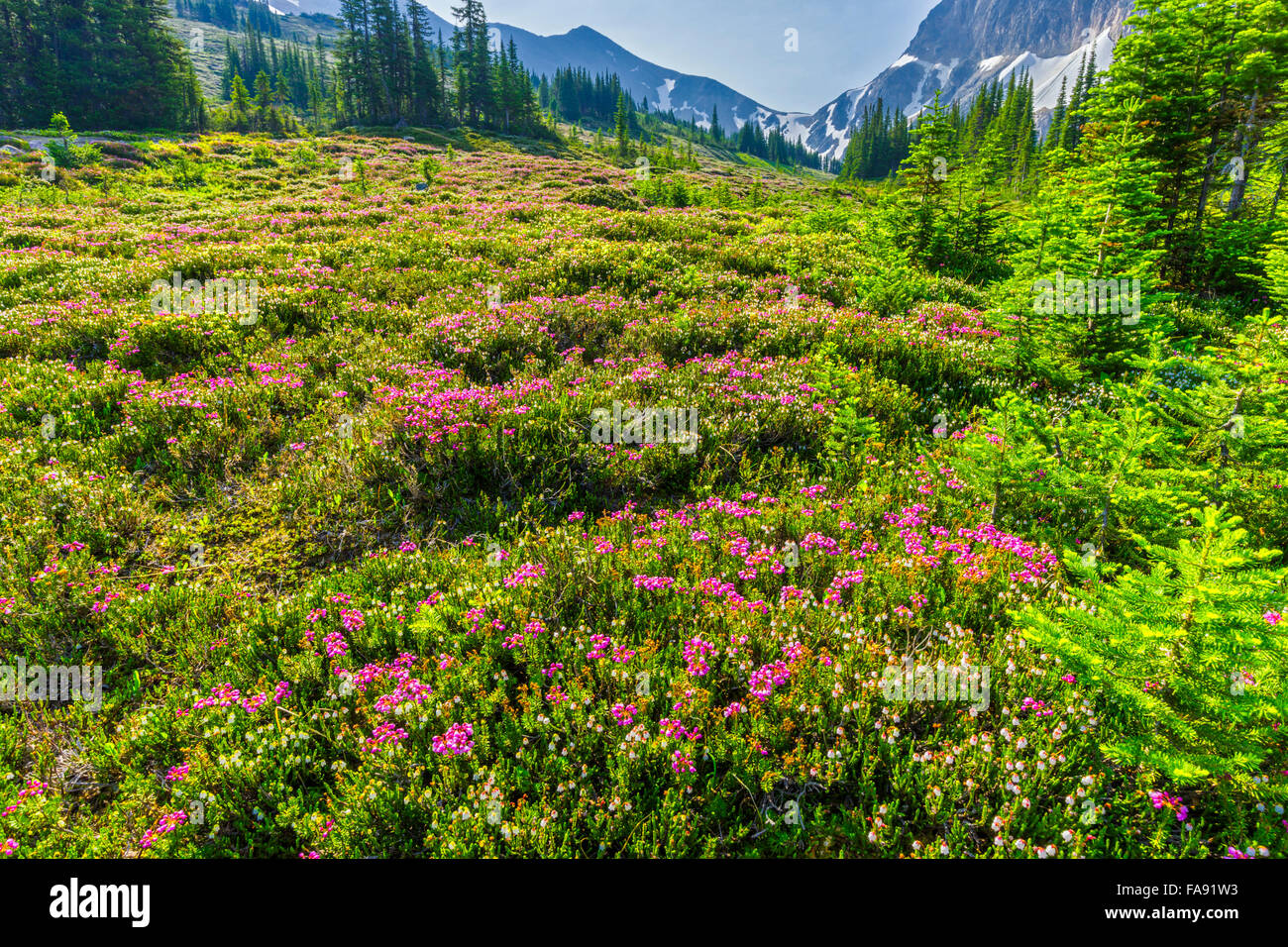 Cavell medows on Mount Edith Cavell, Jasper National Park, Canada Stock ...