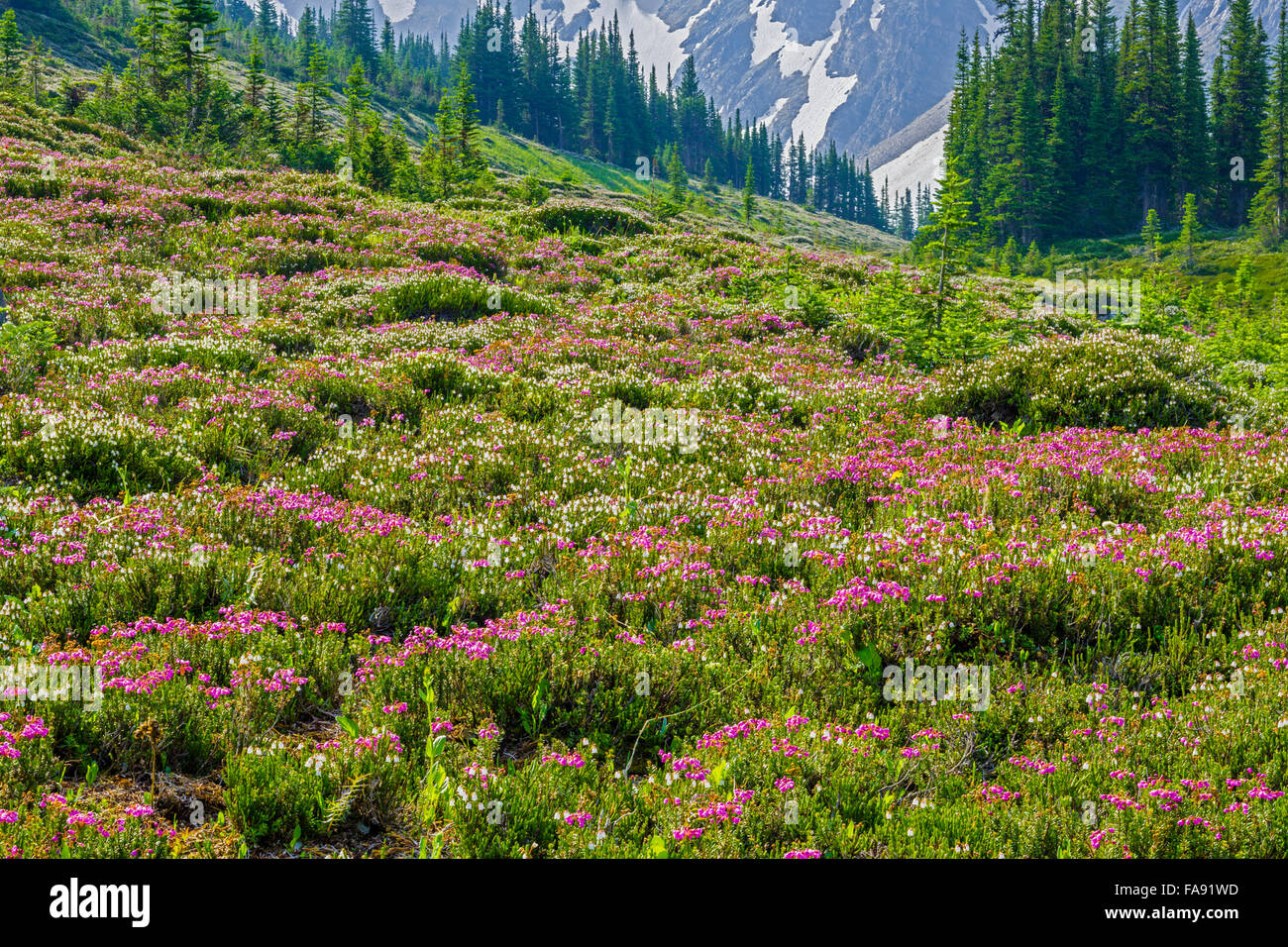 Mountain medows hi-res stock photography and images - Alamy