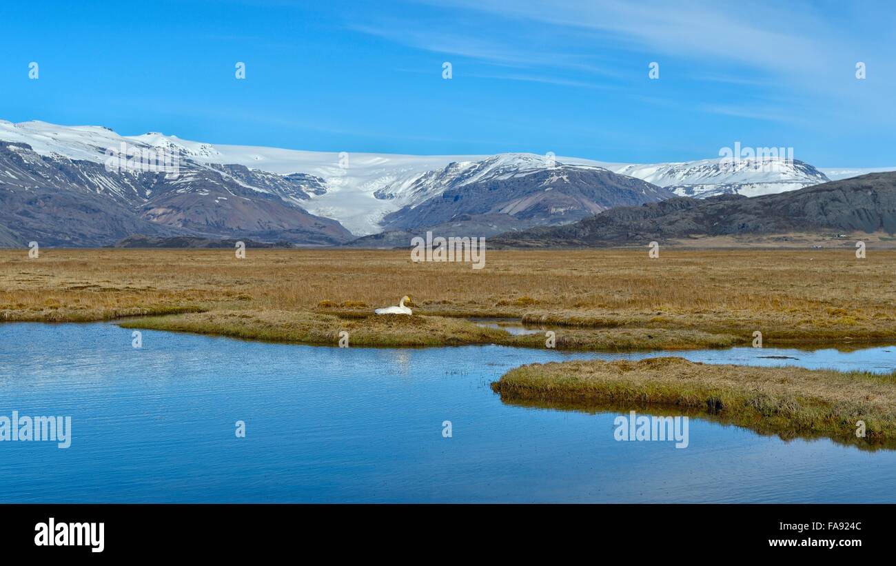 Whooper swan (Cygnus cygnus), brooding on small moor lake, Vatna ...