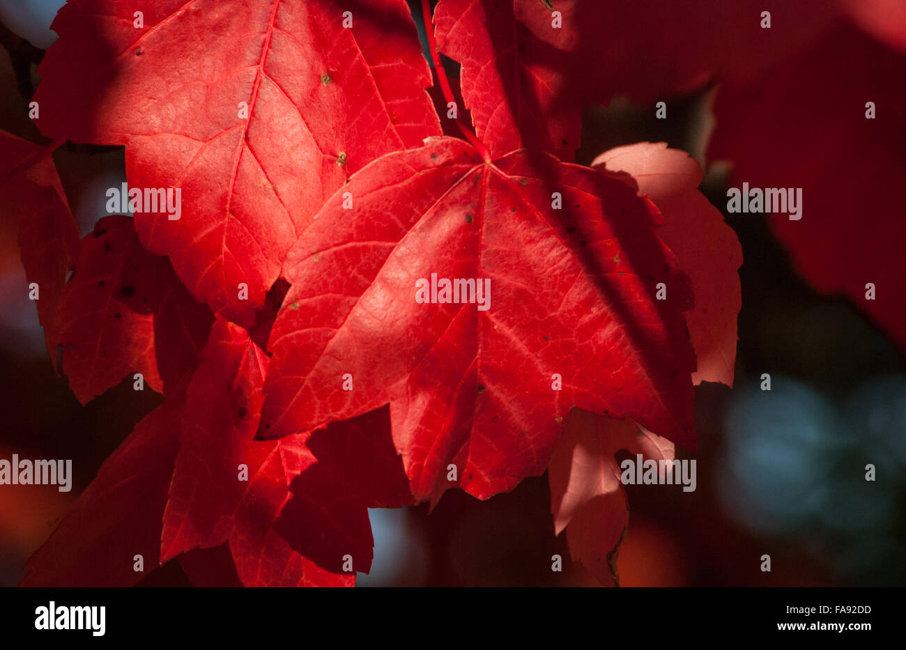 Red leaf tale, a maple tree begins to shed its leaves Stock Photo - Alamy