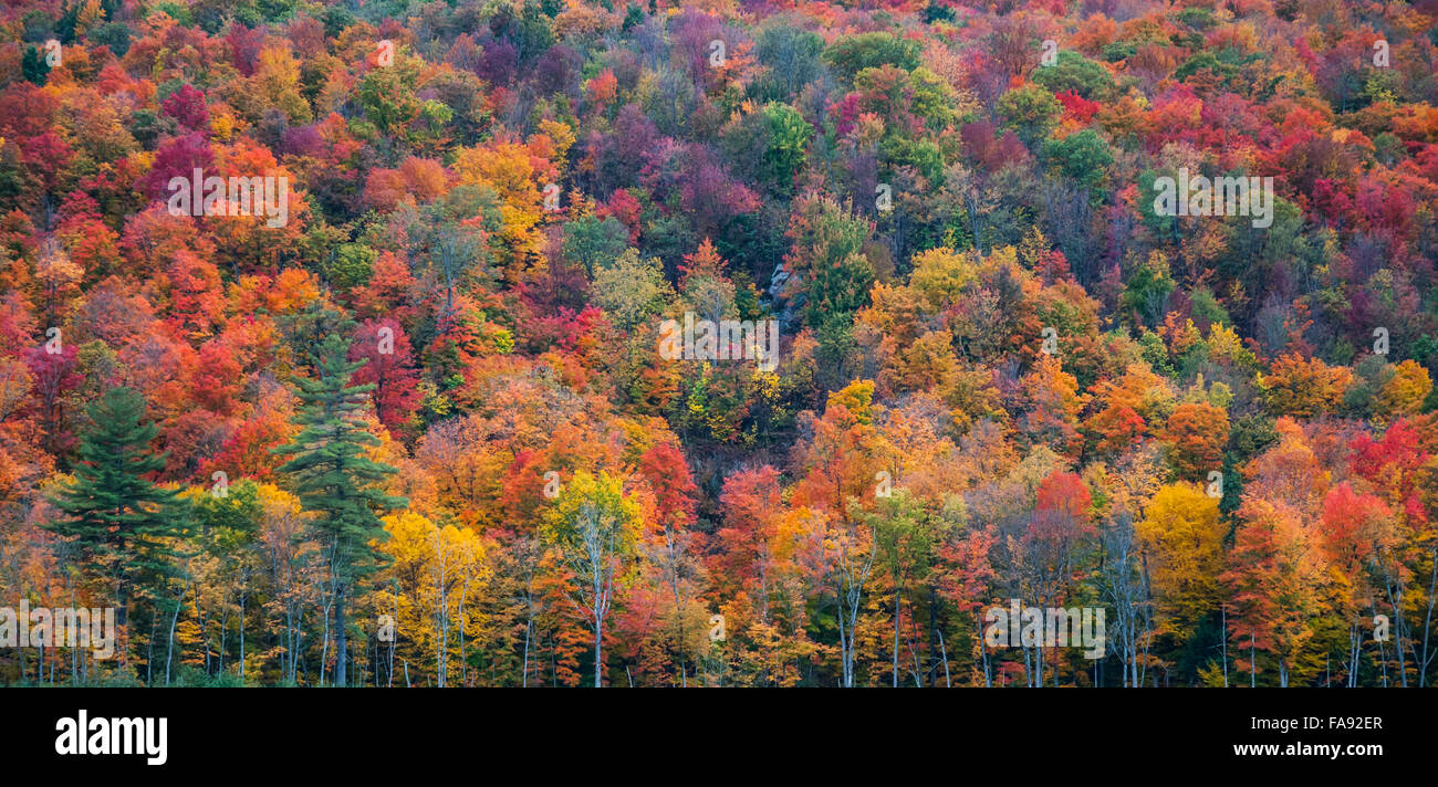 Colorful hillside forests in Northern Ontario Stock Photo - Alamy