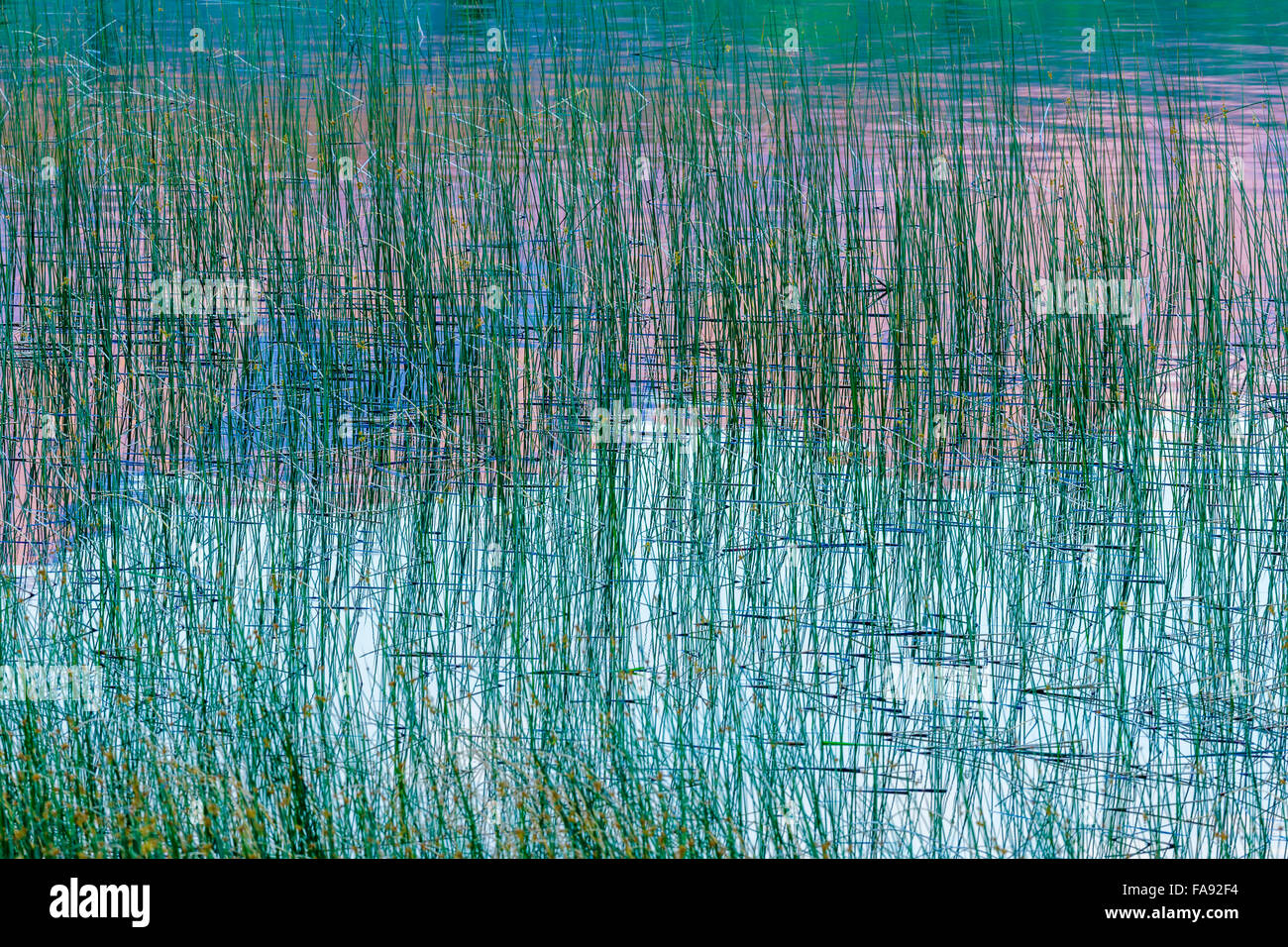 Talbot Lake, Jasper National Park, Canada Stock Photo - Alamy