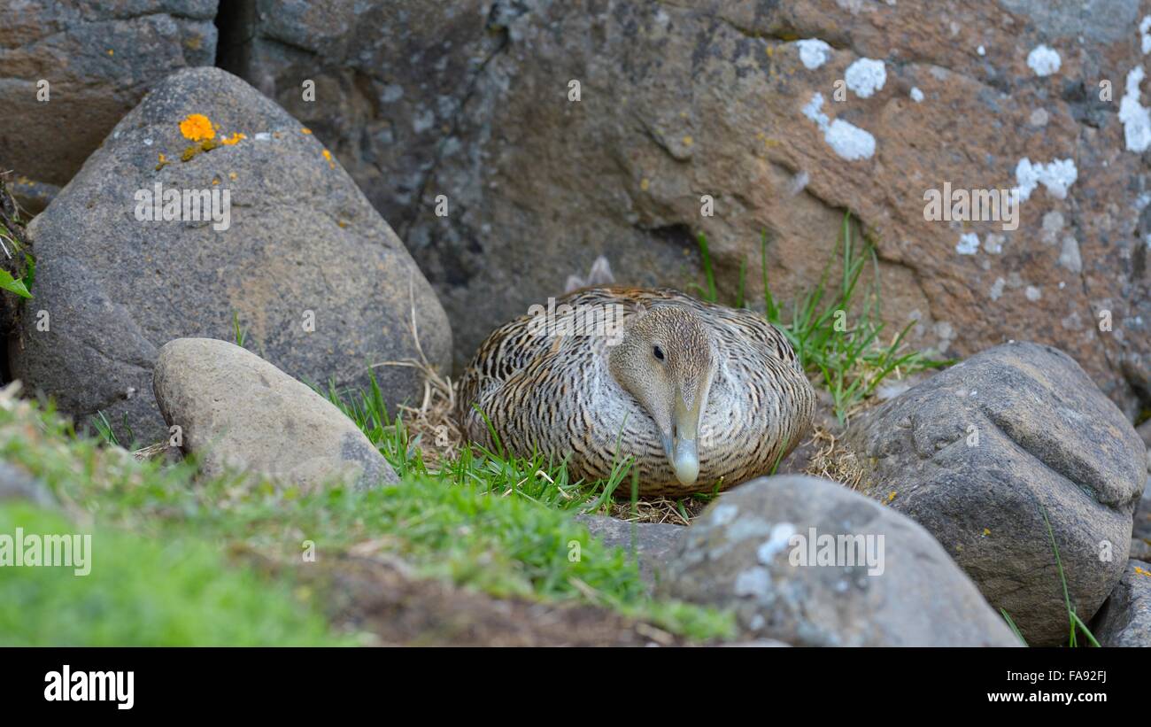 Brooding bird hi-res stock photography and images - Alamy
