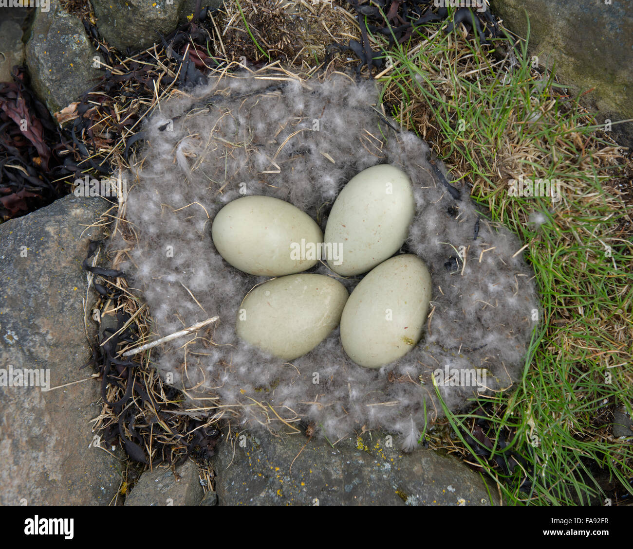 Eggs of Common Eider (Somateria mollissima) in nest with eiderdown ...