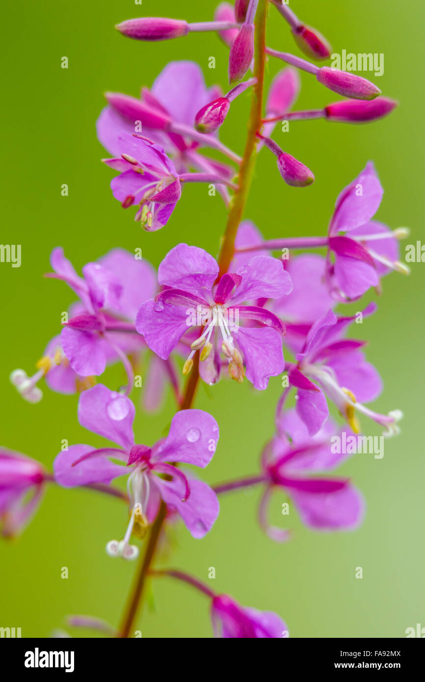 fireweed, Jasper Natonal Park, Canada Stock Photo - Alamy