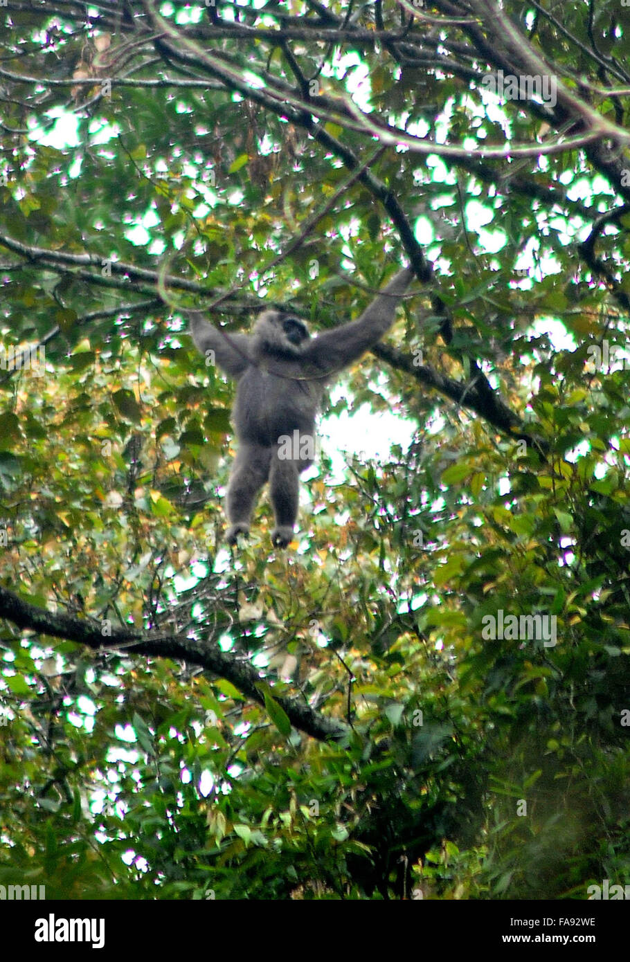 Western javan gibbon hi-res stock photography and images - Alamy