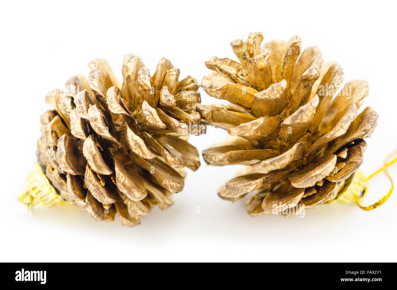 Fir cone hi-res stock photography and images - Alamy