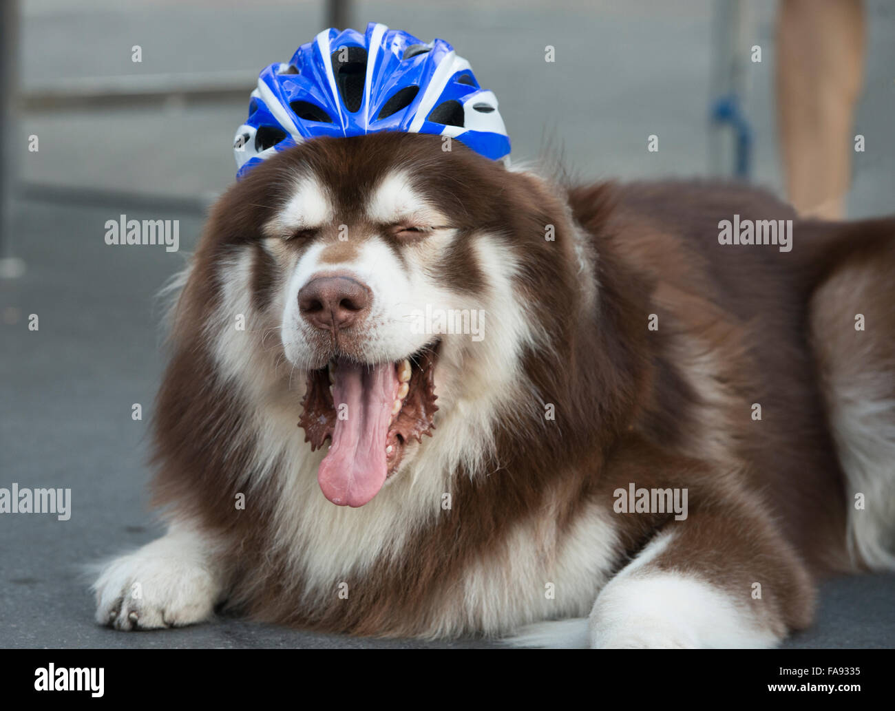 Siberian husky with a bike helmet in Bangkok, Thailand Stock Photo - Alamy
