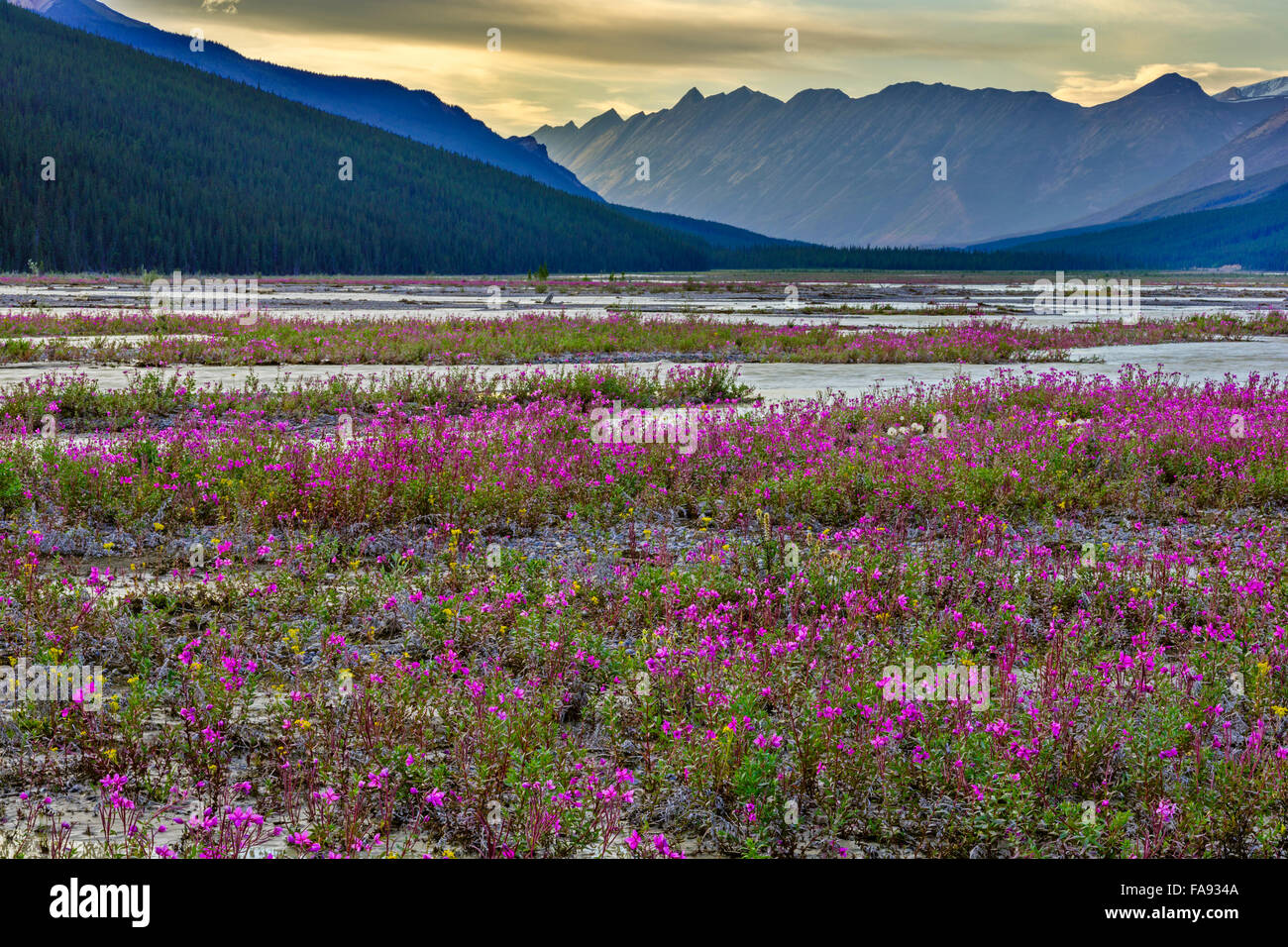 Endless Chain mountains and glacial melt water with alpine fireweed ...