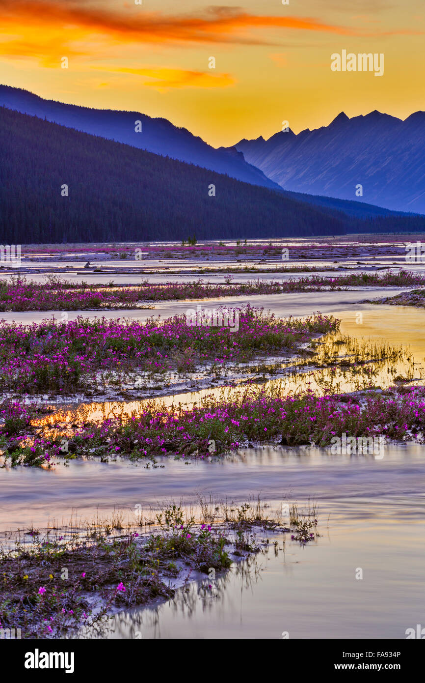 Wildflowers jasper national park canada hi-res stock photography and ...