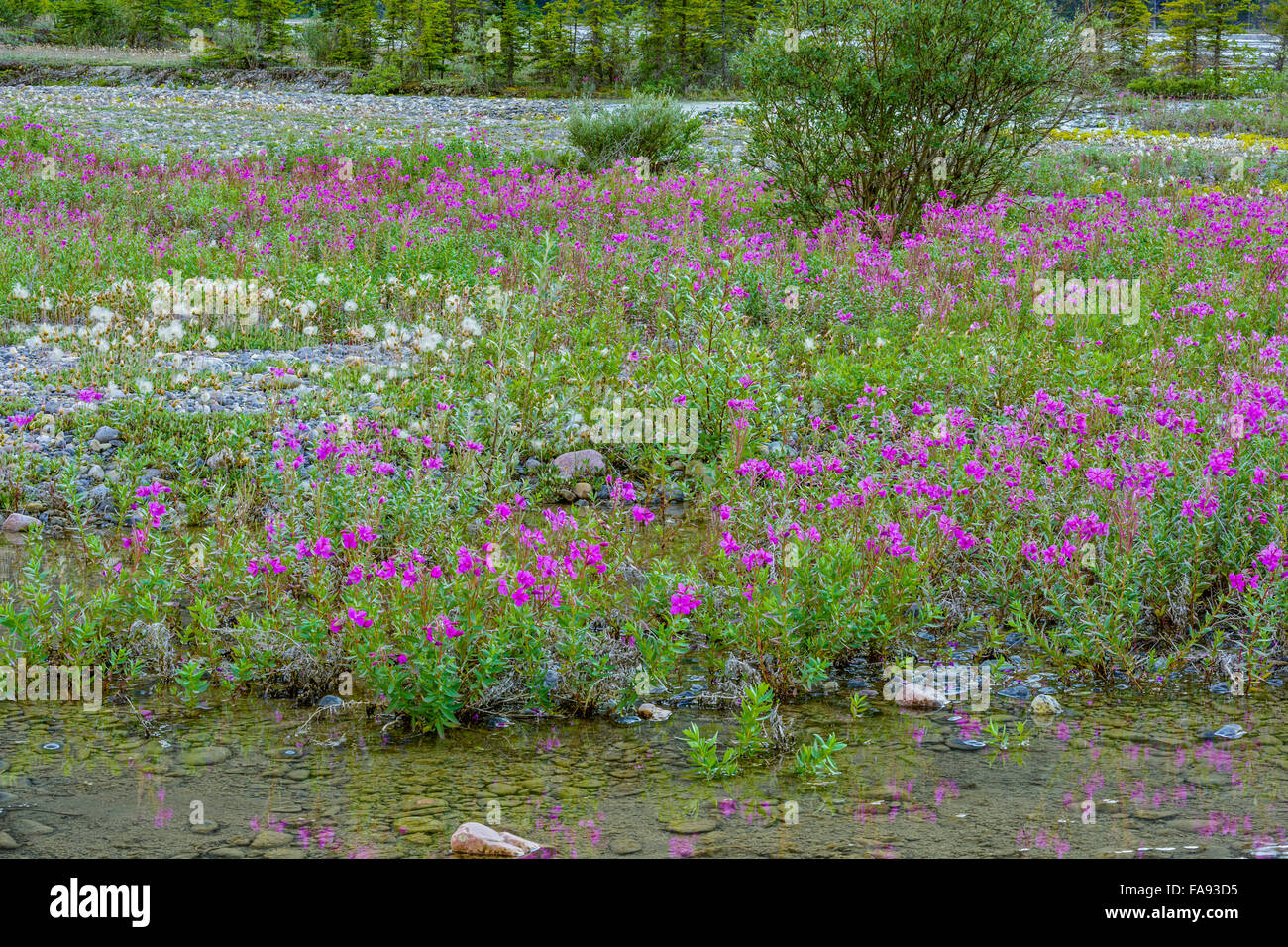 glacial melt water with alpine fireweed wildflowers, Jasper National ...