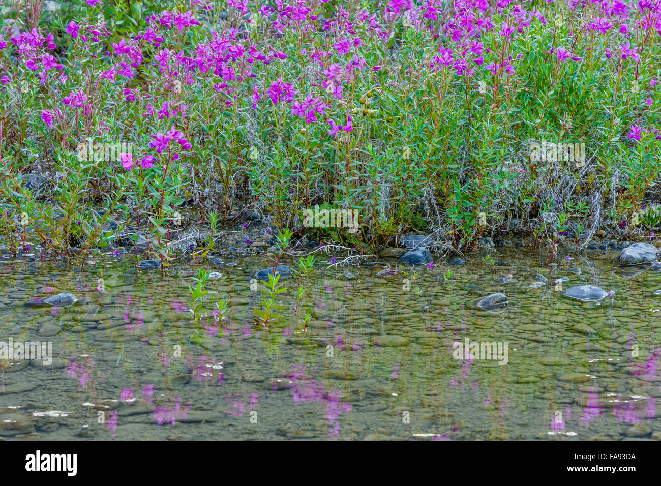 Wildflowers jasper national park canada hi-res stock photography and ...