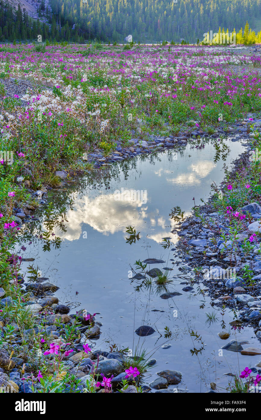 Alpine Fireweed, Jasper National Park; Canada Stock Photo - Alamy