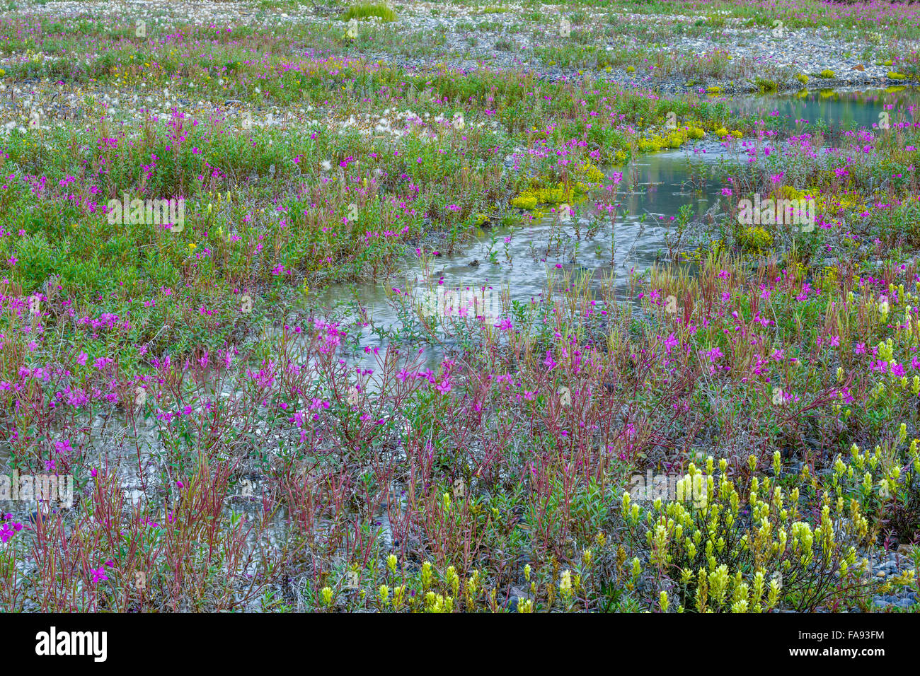 Alpine fireweed hi-res stock photography and images - Alamy