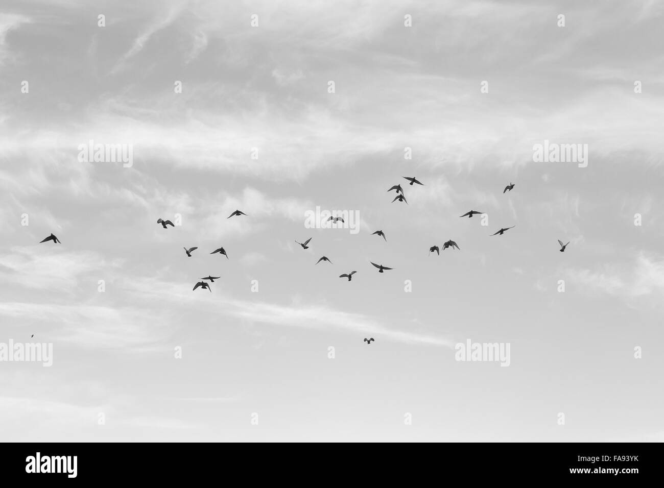 Flying birds group Black and White Stock Photos & Images - Alamy