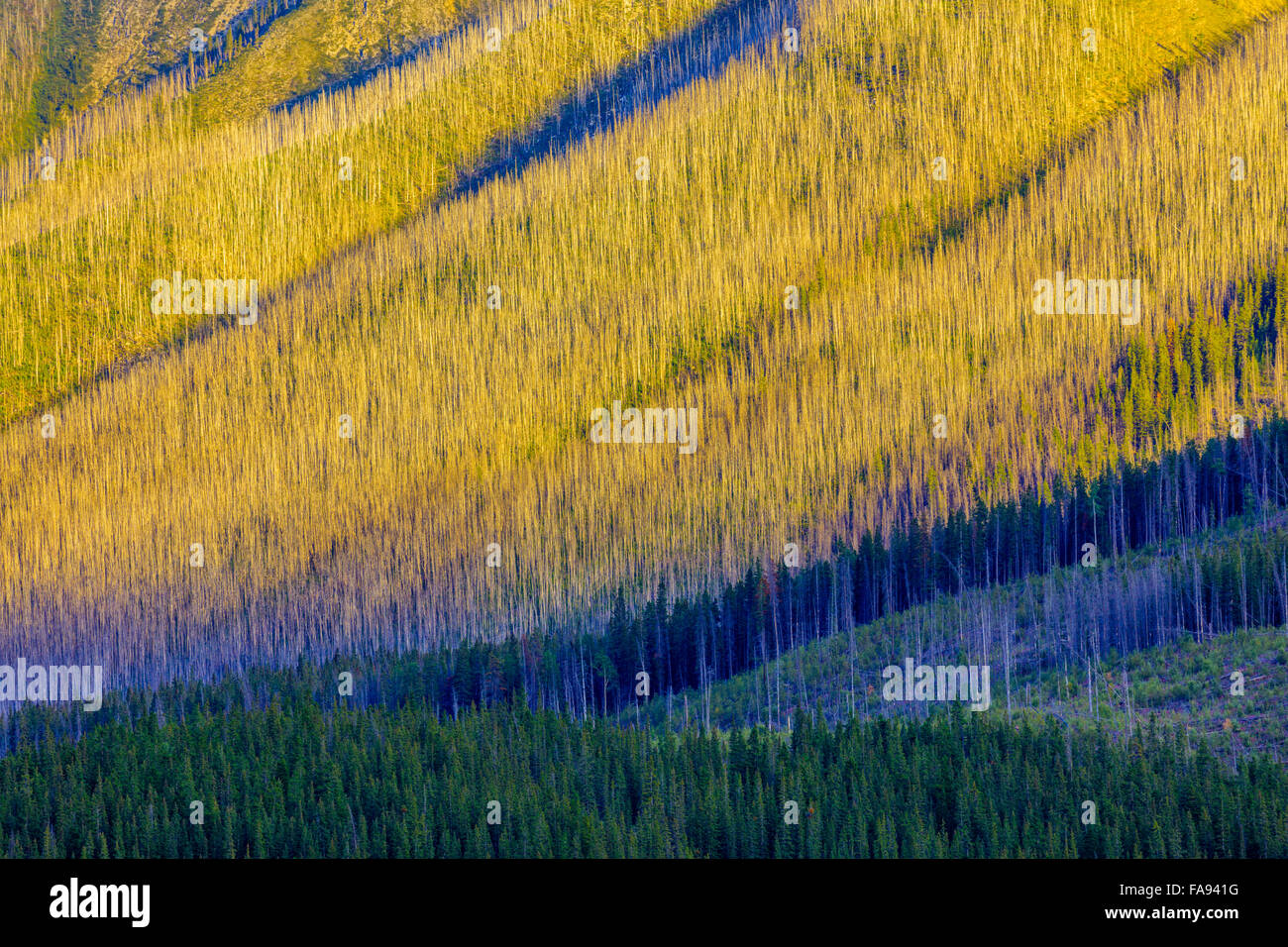 Miette Range in Jasper National Park, Canada Stock Photo - Alamy