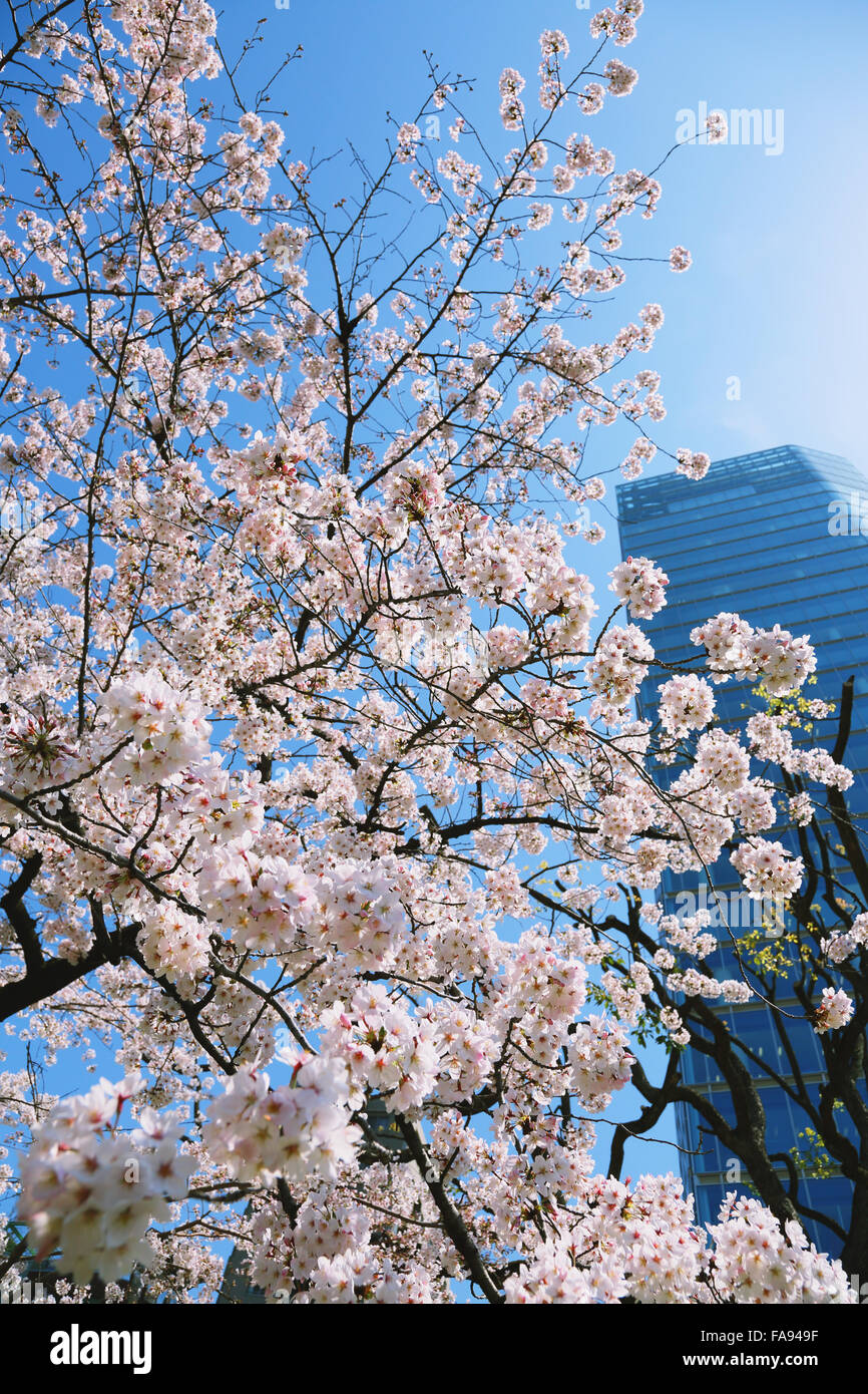 Cherry blossoms in full bloom in Tokyo Stock Photo - Alamy