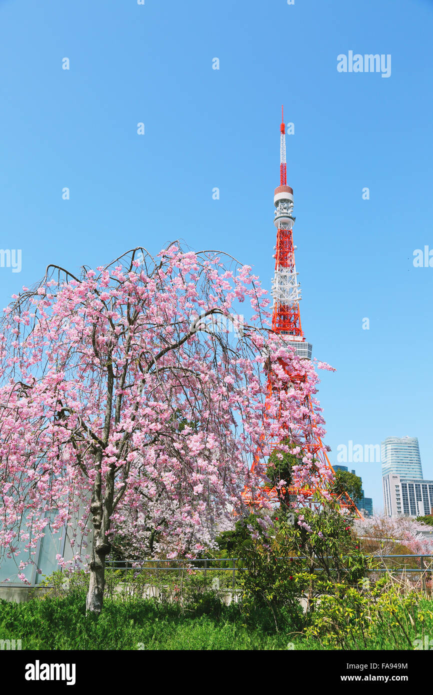 Cherry blossoms in full bloom and Tokyo Tower Stock Photo - Alamy