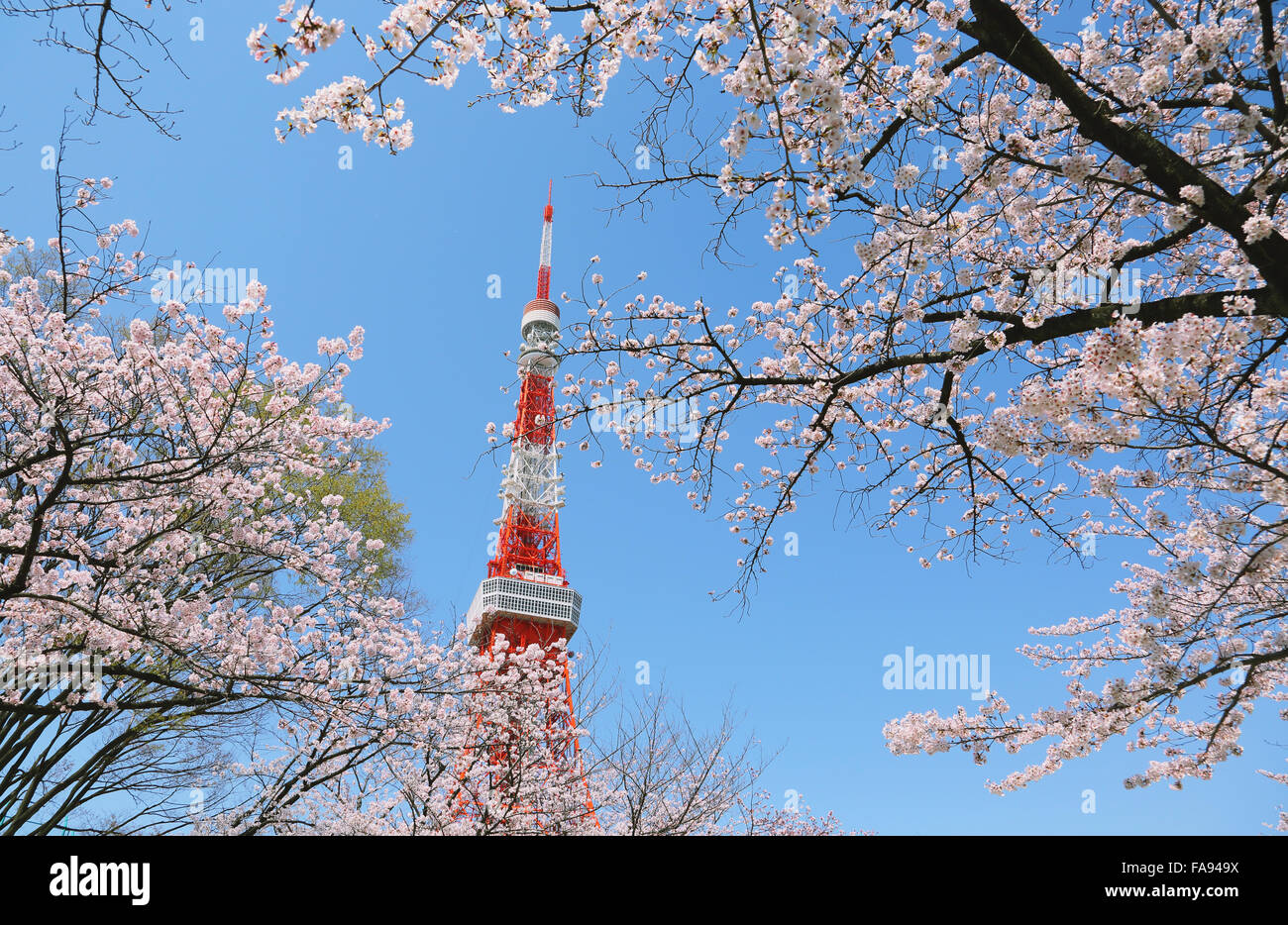Cherry blossoms in full bloom and Tokyo Tower Stock Photo - Alamy