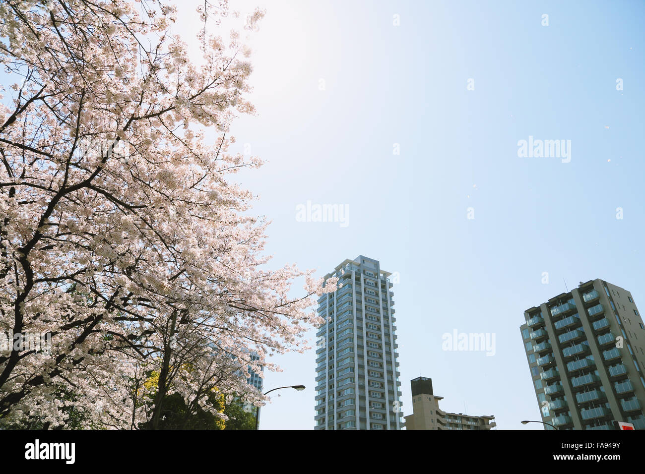 Cherry blossoms in full bloom in Tokyo Stock Photo - Alamy