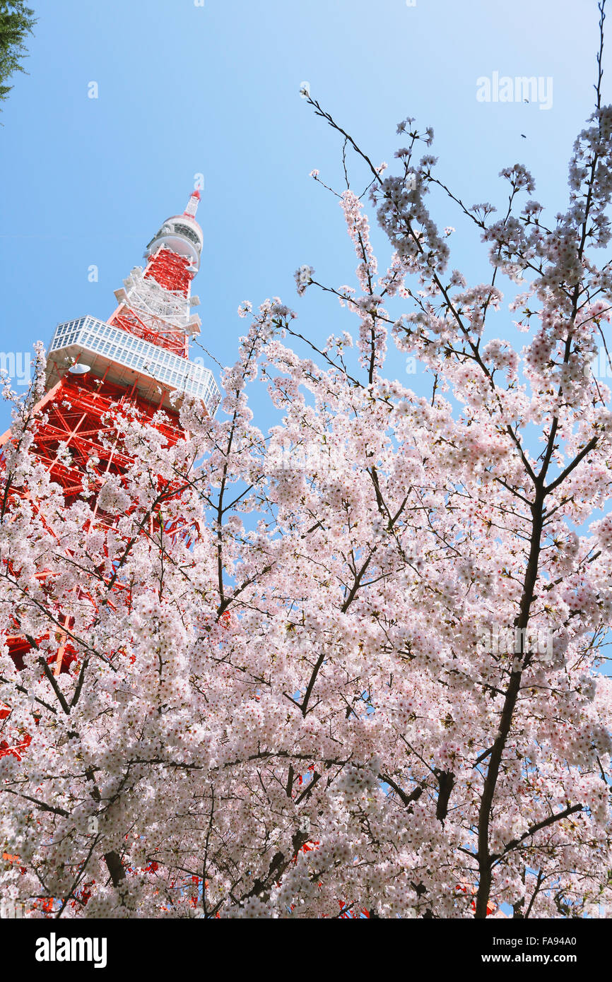 Cherry blossoms in full bloom and Tokyo Tower Stock Photo - Alamy