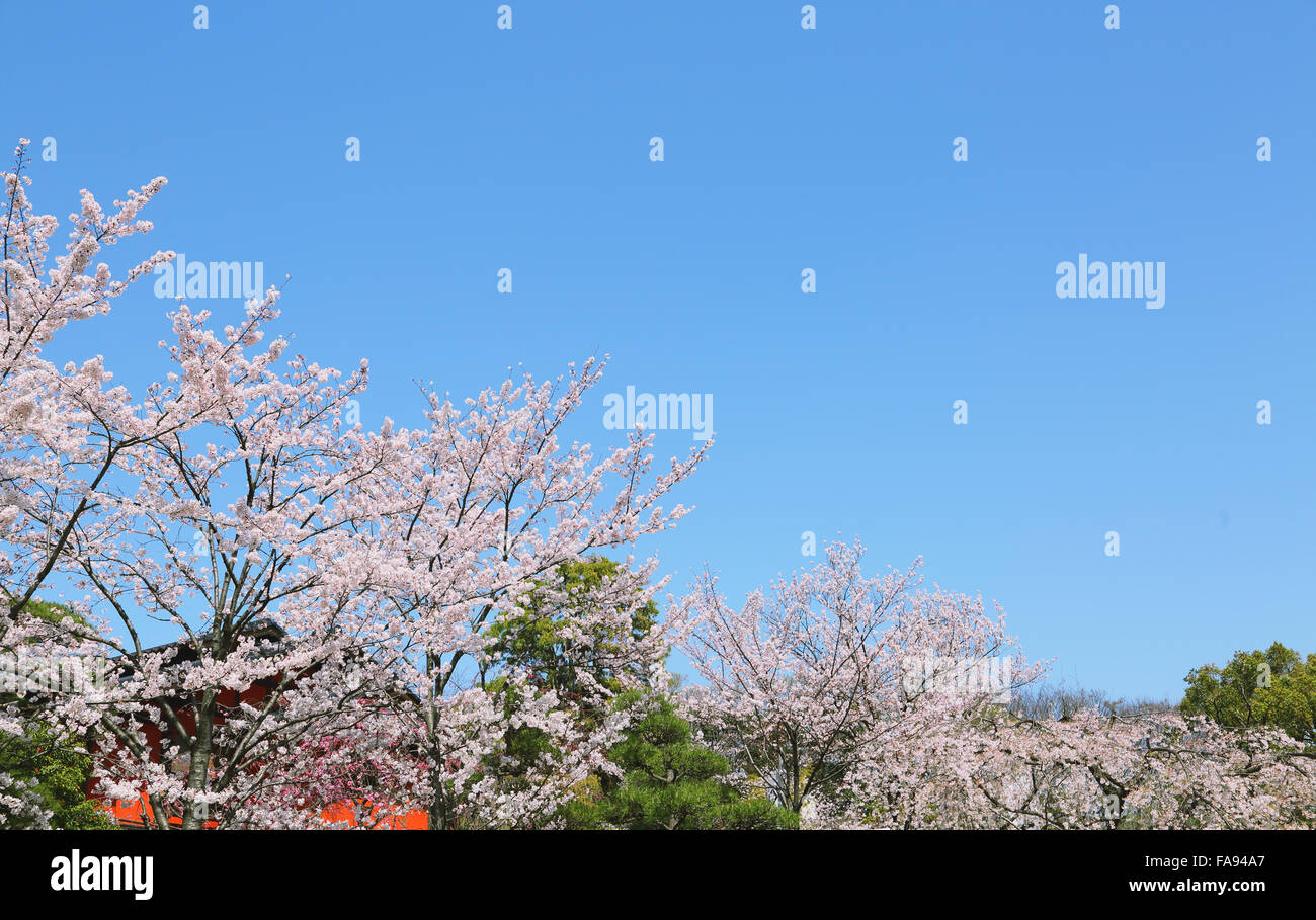 Cherry blossoms in full bloom in Tokyo Stock Photo - Alamy