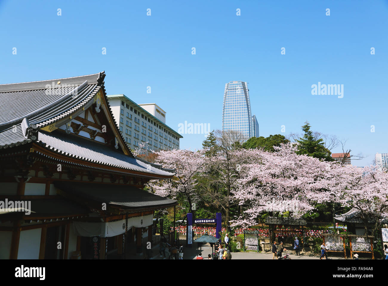 Cherry blossoms in full bloom in Tokyo Stock Photo - Alamy