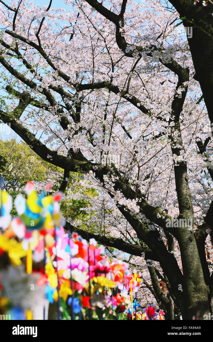 Cherry blossoms in full bloom in Tokyo Stock Photo - Alamy