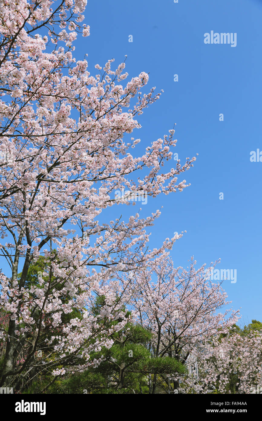 Cherry blossoms in full bloom in Tokyo Stock Photo - Alamy