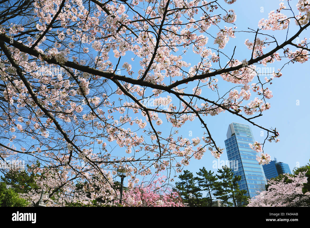 Cherry blossoms in full bloom in Tokyo Stock Photo - Alamy