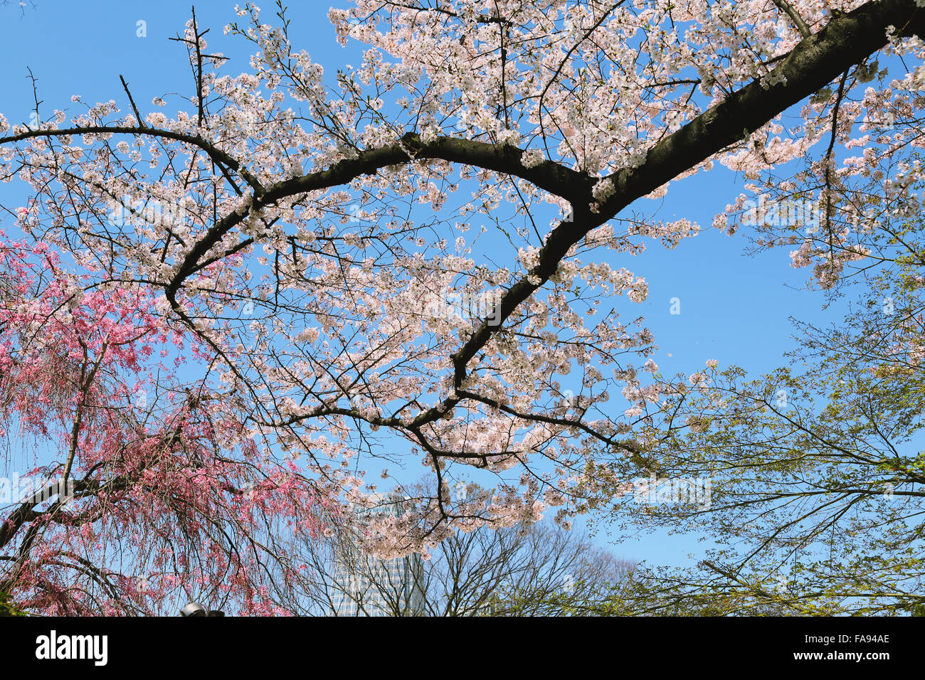 Cherry blossoms in full bloom in Tokyo Stock Photo - Alamy