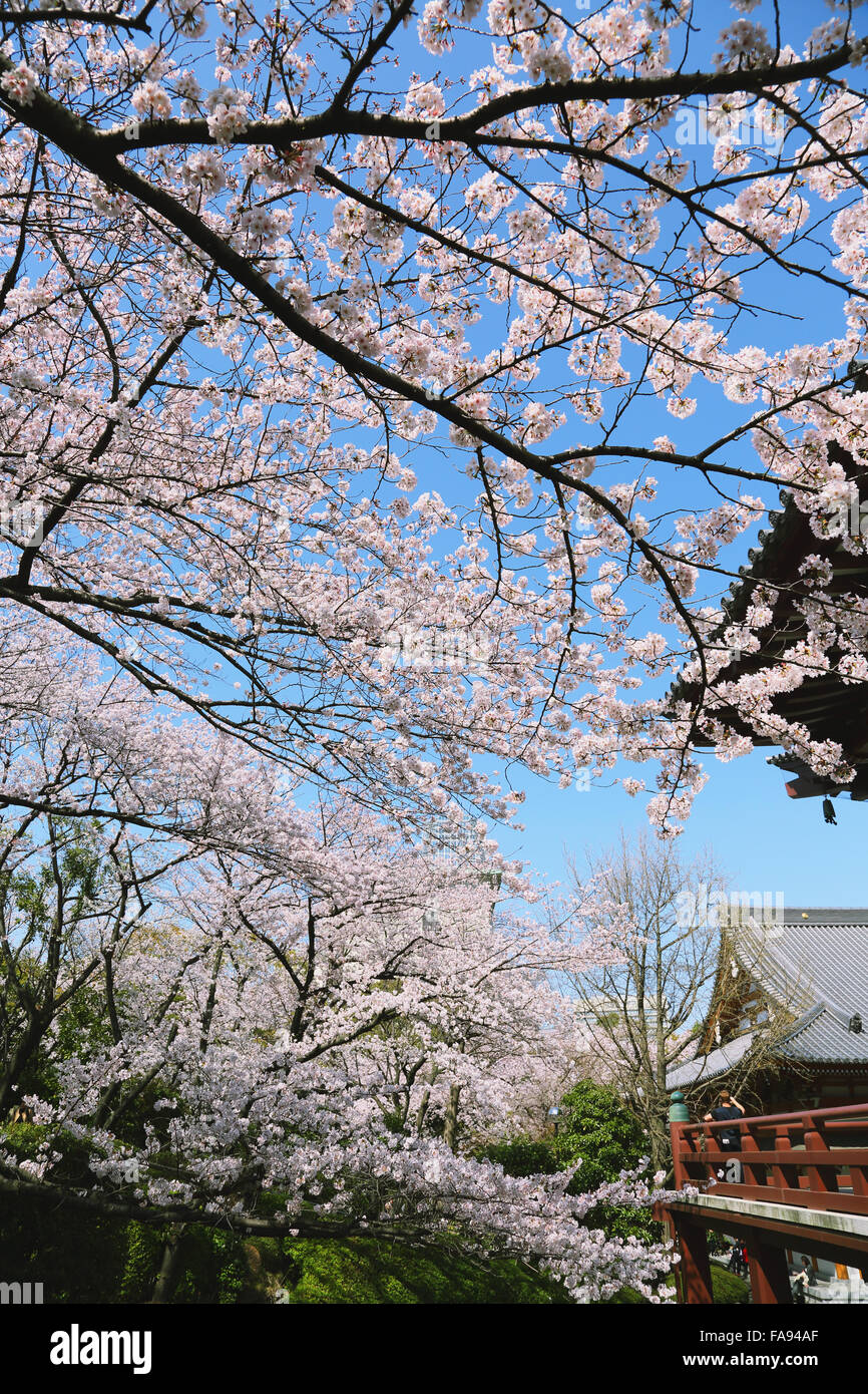 Cherry blossoms in full bloom in Tokyo Stock Photo - Alamy