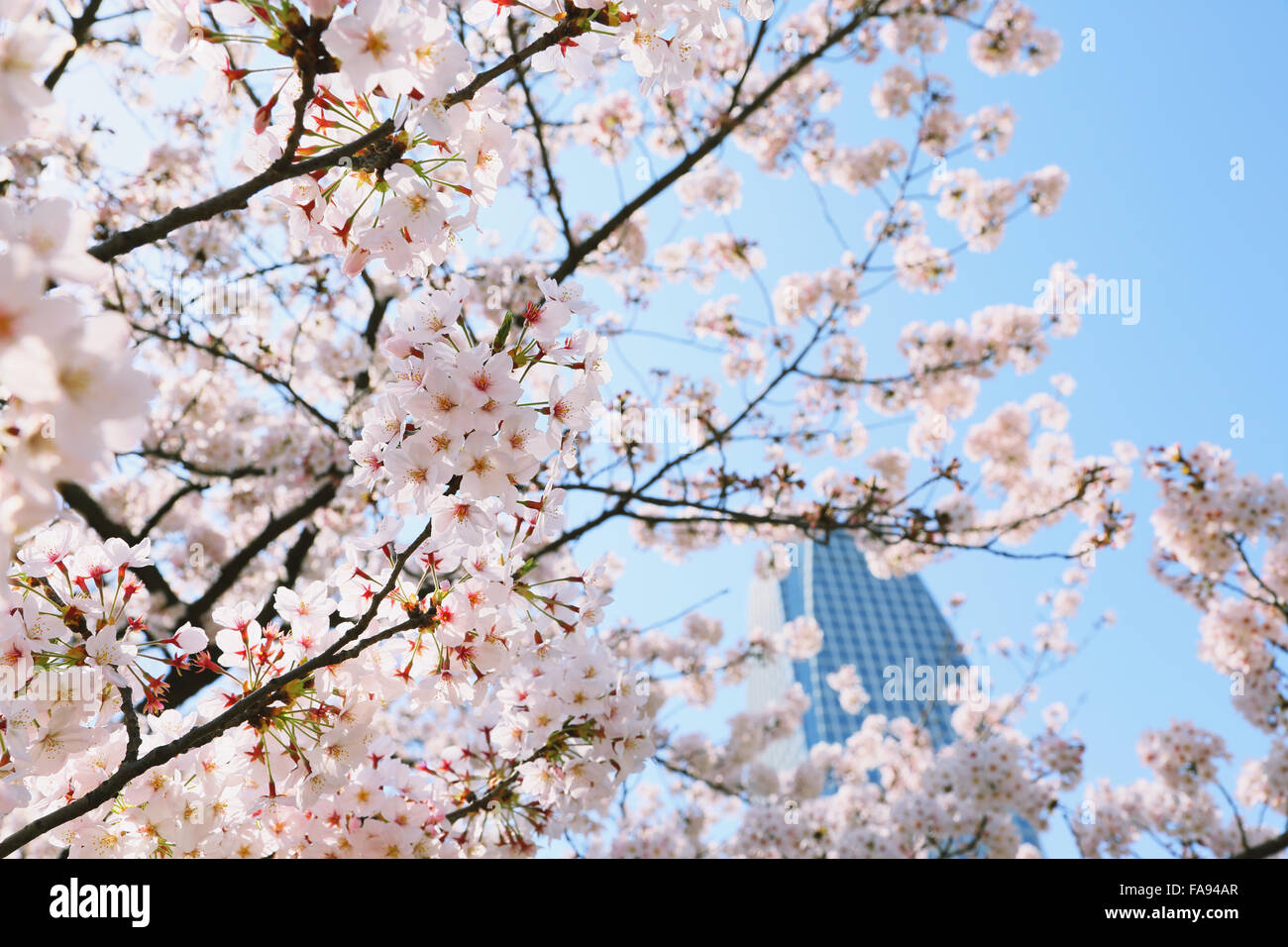 Cherry blossoms in full bloom in Tokyo Stock Photo - Alamy