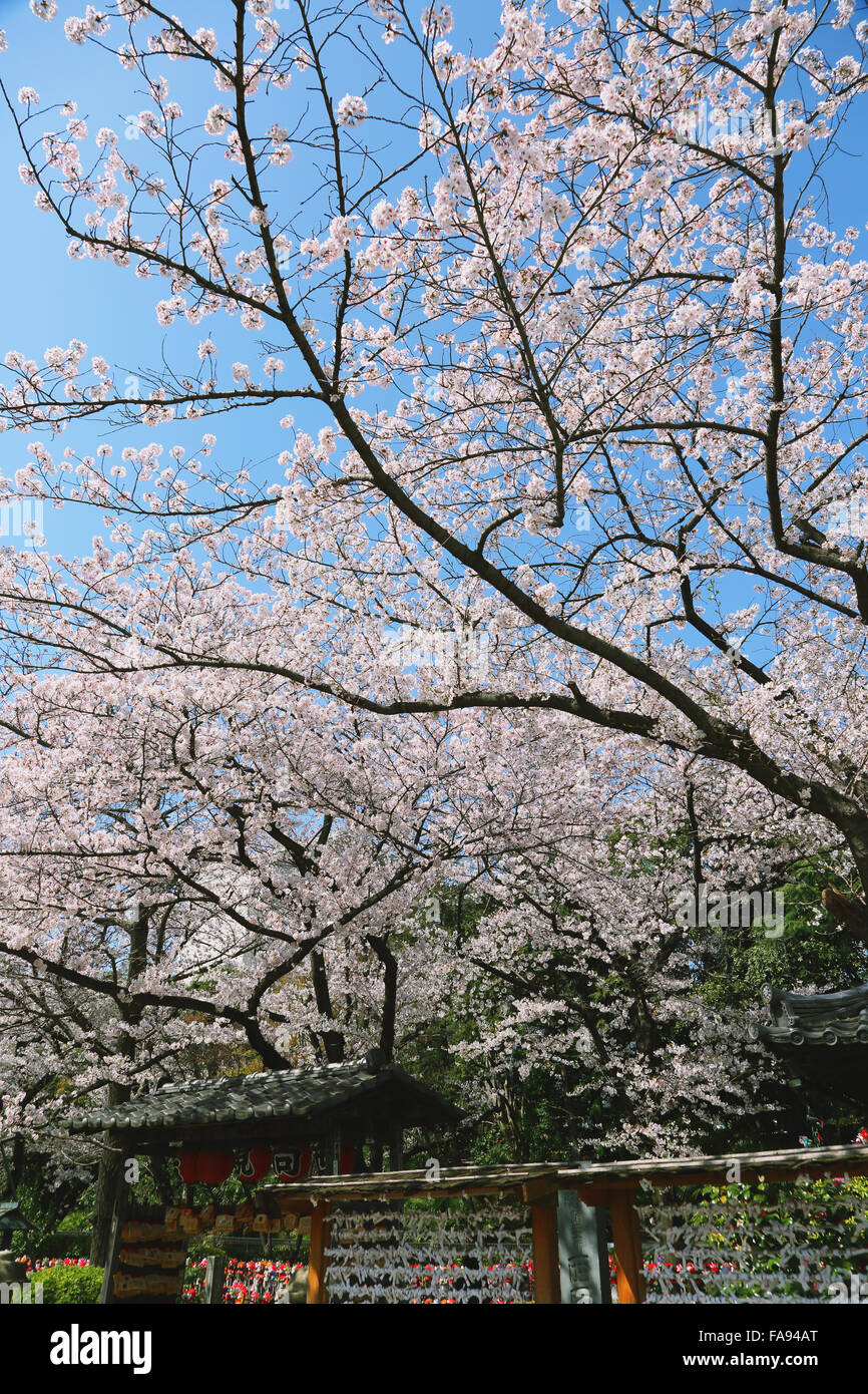 Cherry blossoms in full bloom in Tokyo Stock Photo - Alamy