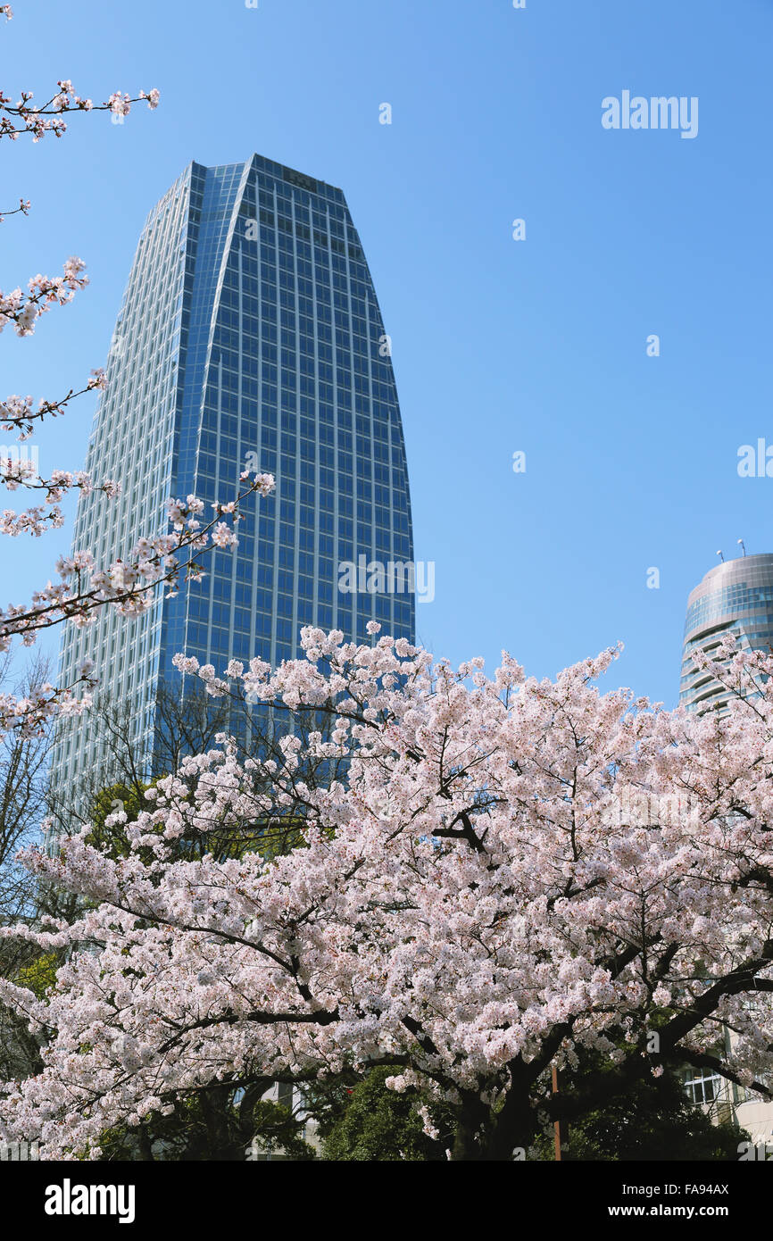 Cherry blossoms in full bloom in Tokyo Stock Photo - Alamy