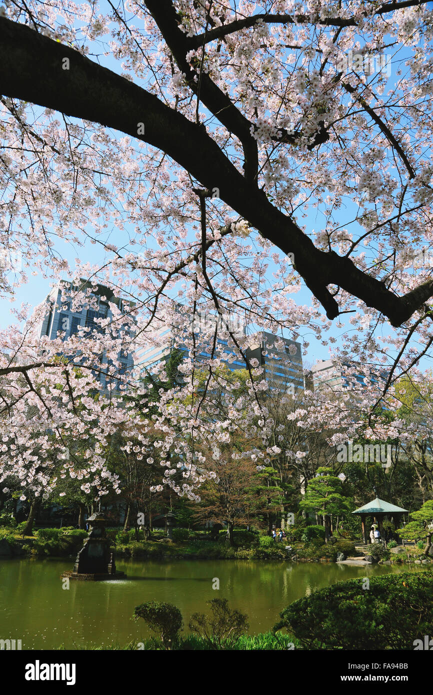 Cherry blossoms in full bloom in Tokyo Stock Photo - Alamy