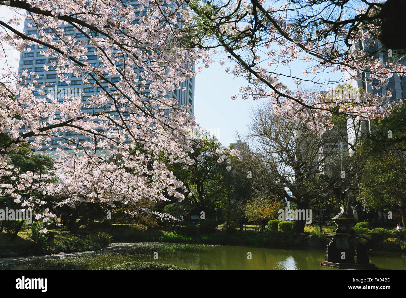 Cherry blossoms in full bloom in Tokyo Stock Photo - Alamy