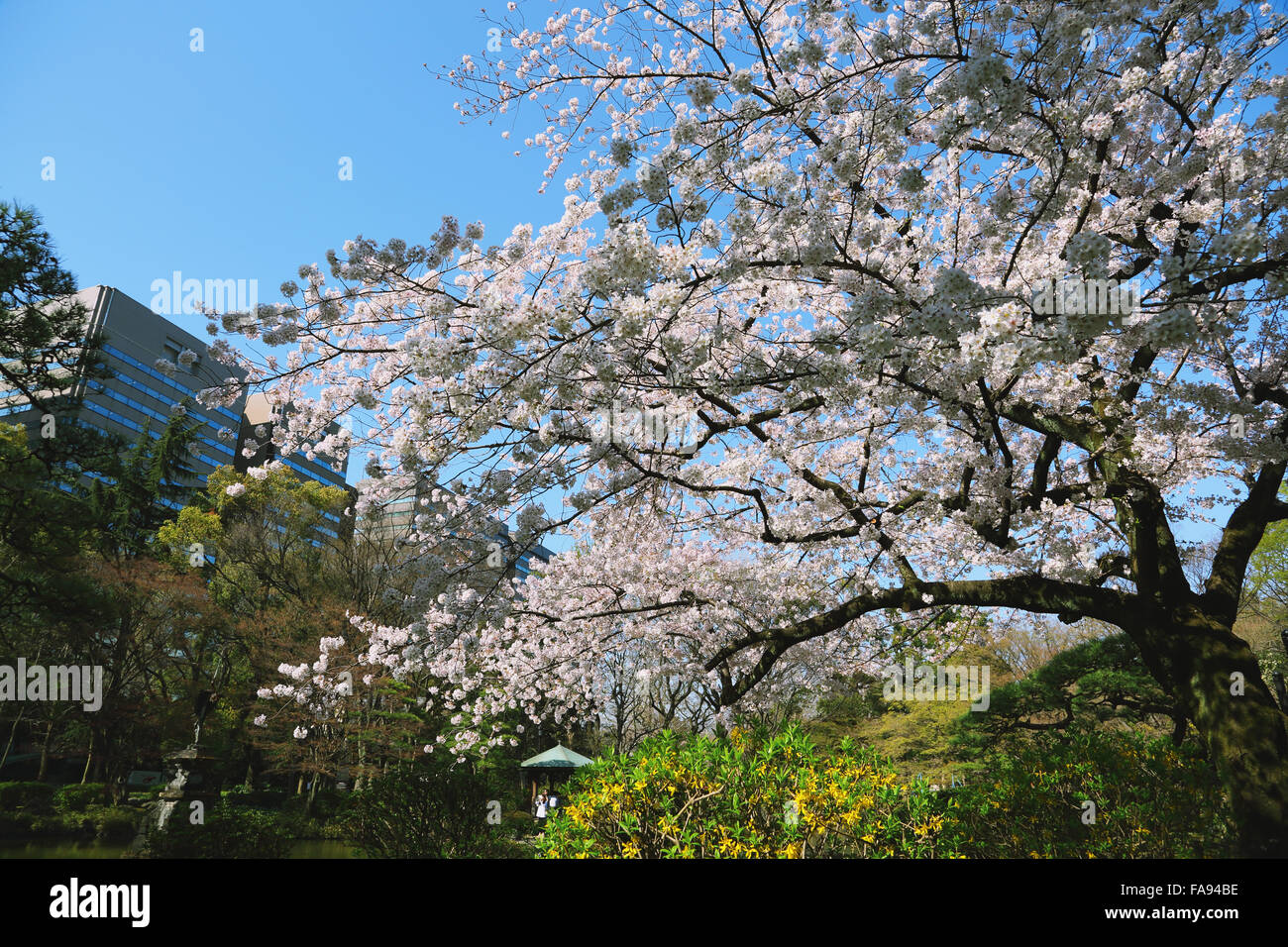 Cherry blossoms in full bloom in Tokyo Stock Photo - Alamy
